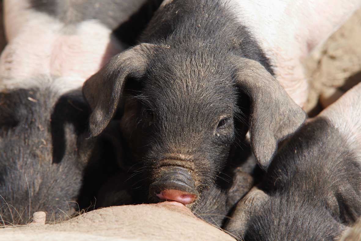 Les races locales de porcs: Porc Basque