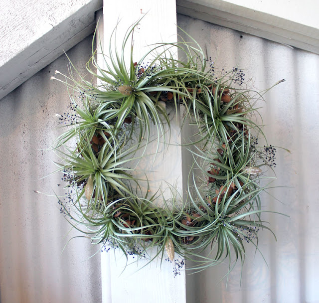 RobinCharlotte ~ Nature Fashion Art: new in the studio: air plant wreaths