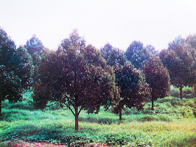 Durian Info: Pruning and Training The Durian
