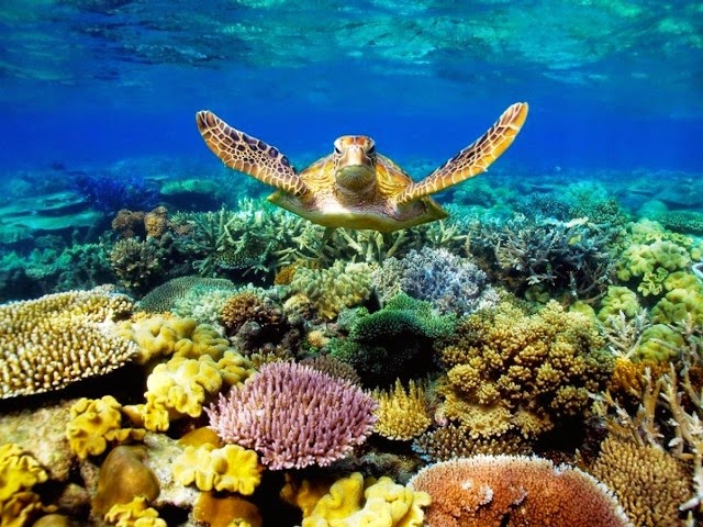 Earth Locations: ΜΕΓΑΛΟΣ ΚΟΡΑΛΛΙΟΓΕΝΗΣ ΥΦΑΛΟΣ - ΚΟΥΪΝΣΛΑΝΤ - ΑΥΣΤΡΑΛΙΑ ...