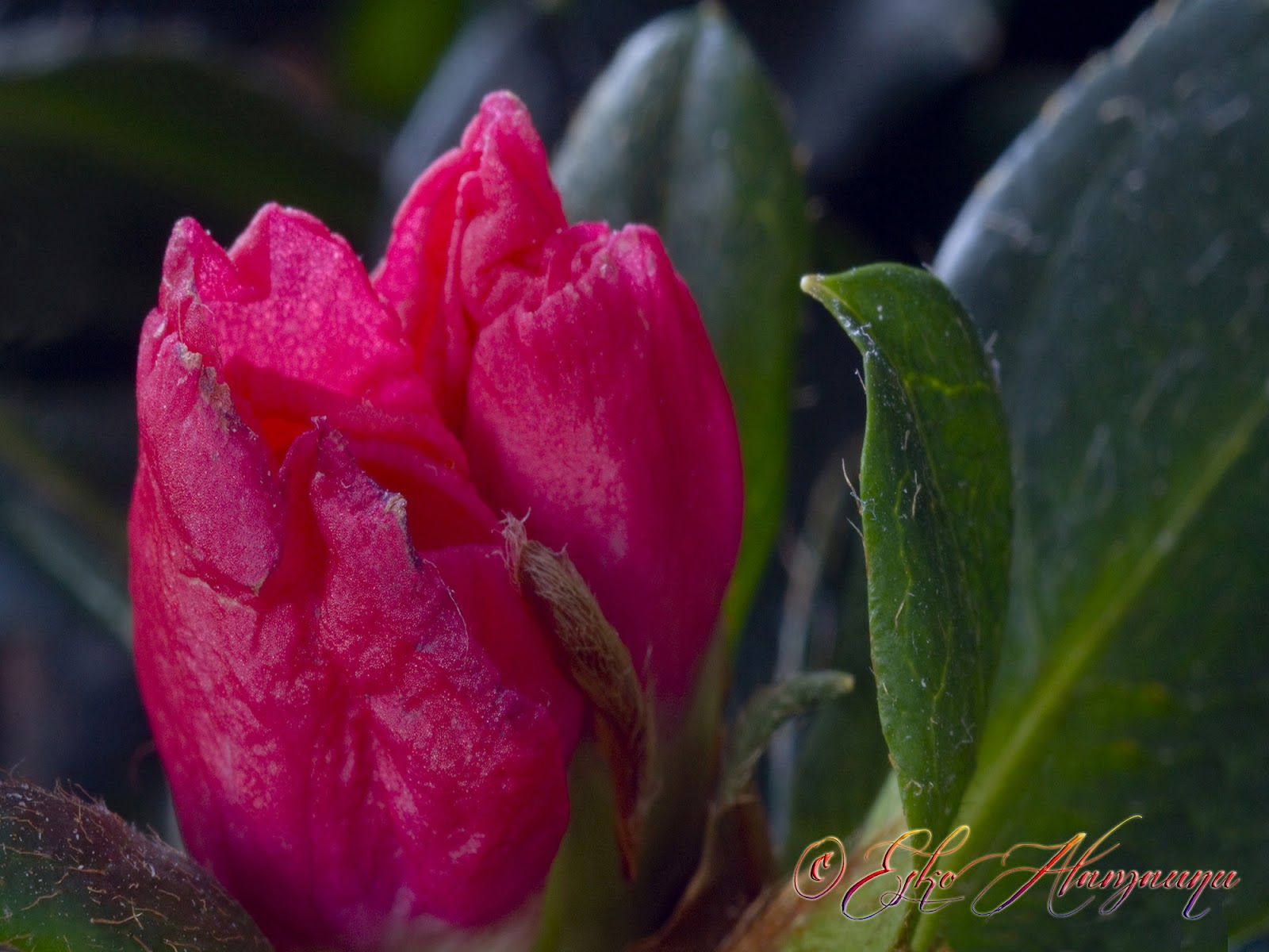 Eko-Kuvia: Vuoden alun 'Kukka'....