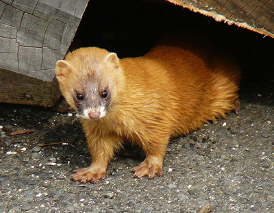 Synapsida: Weasels, Weasels, Everywhere