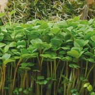 HOW TO GROW ROCKET FROM SEED |The Garden of Eaden