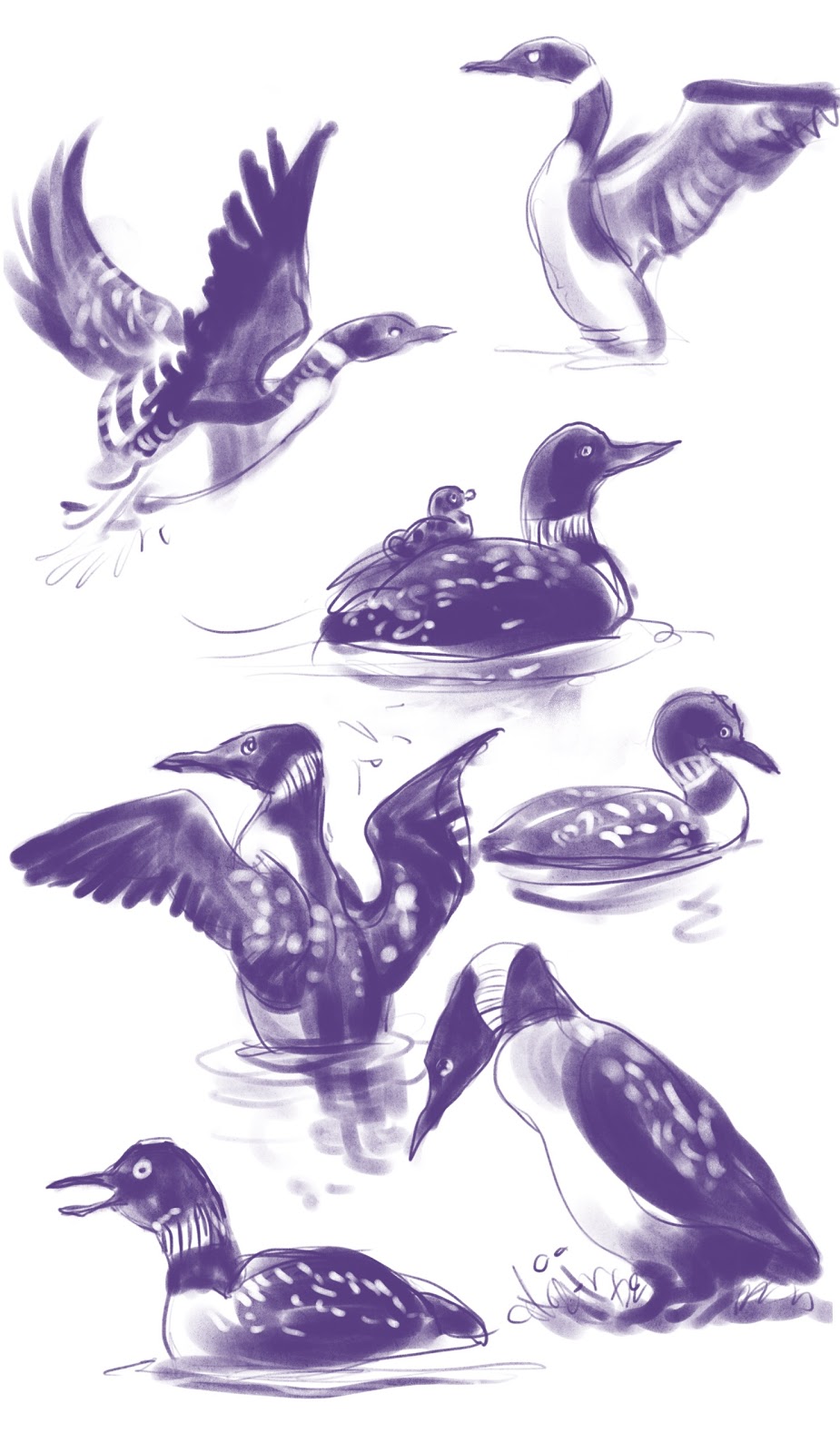 Birds: Common Loon