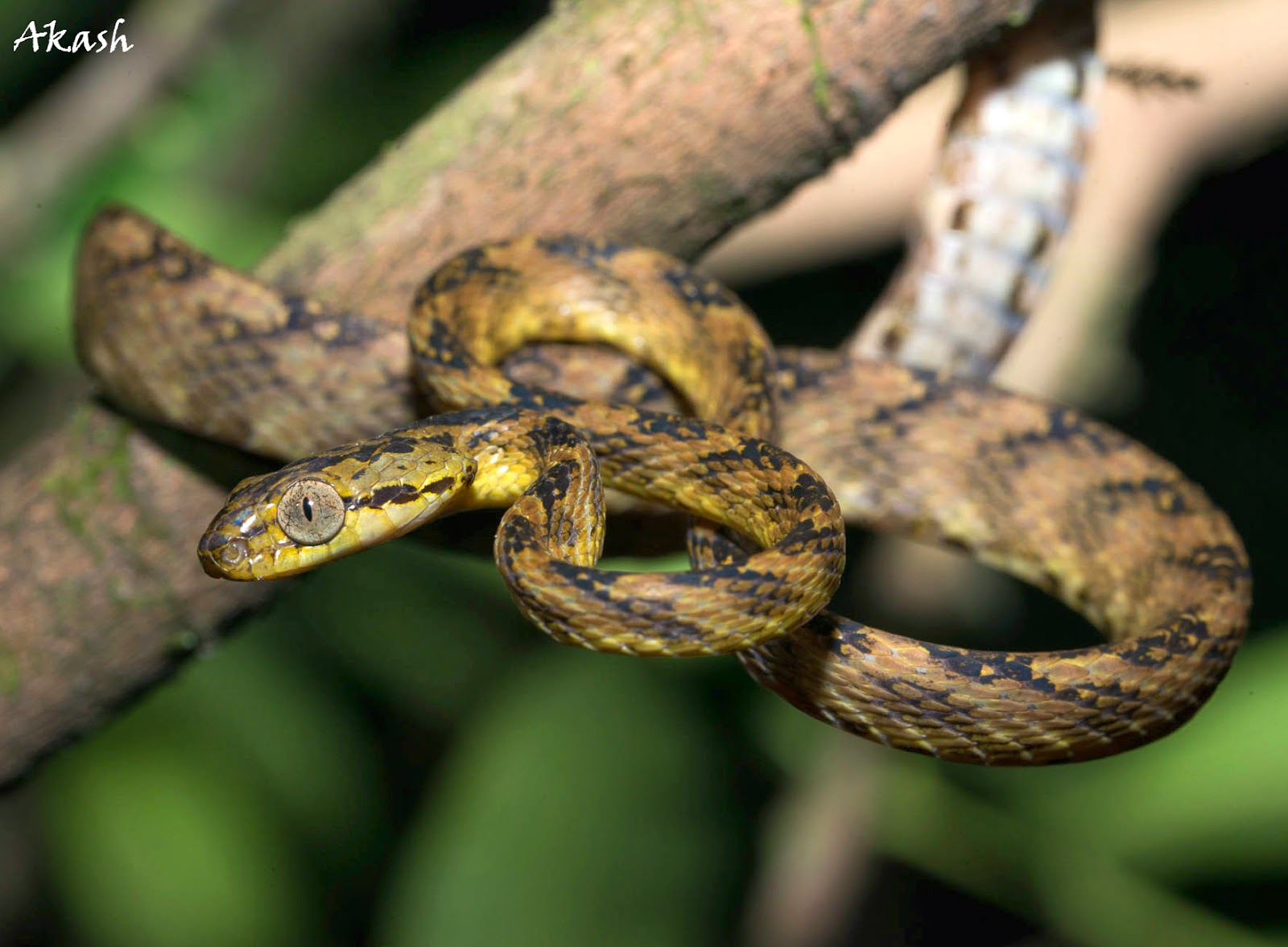 Agumbe Rain Forest Visit in Search of King Kobra at Kalinga Center for ...