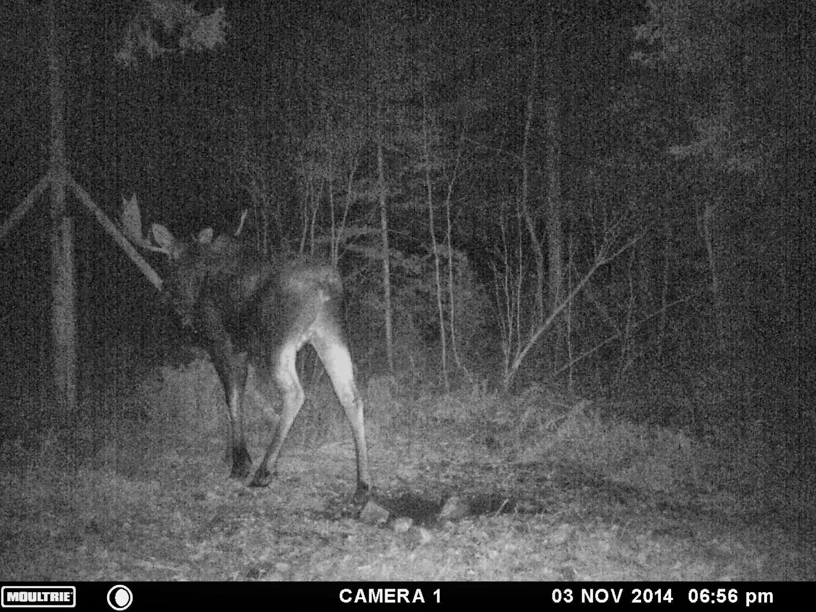 The Walking Stick: Upper Peninsula Moose Caught on Camera