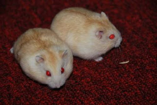 Jenis- Jenis Hamster | Thelover Hamster shop