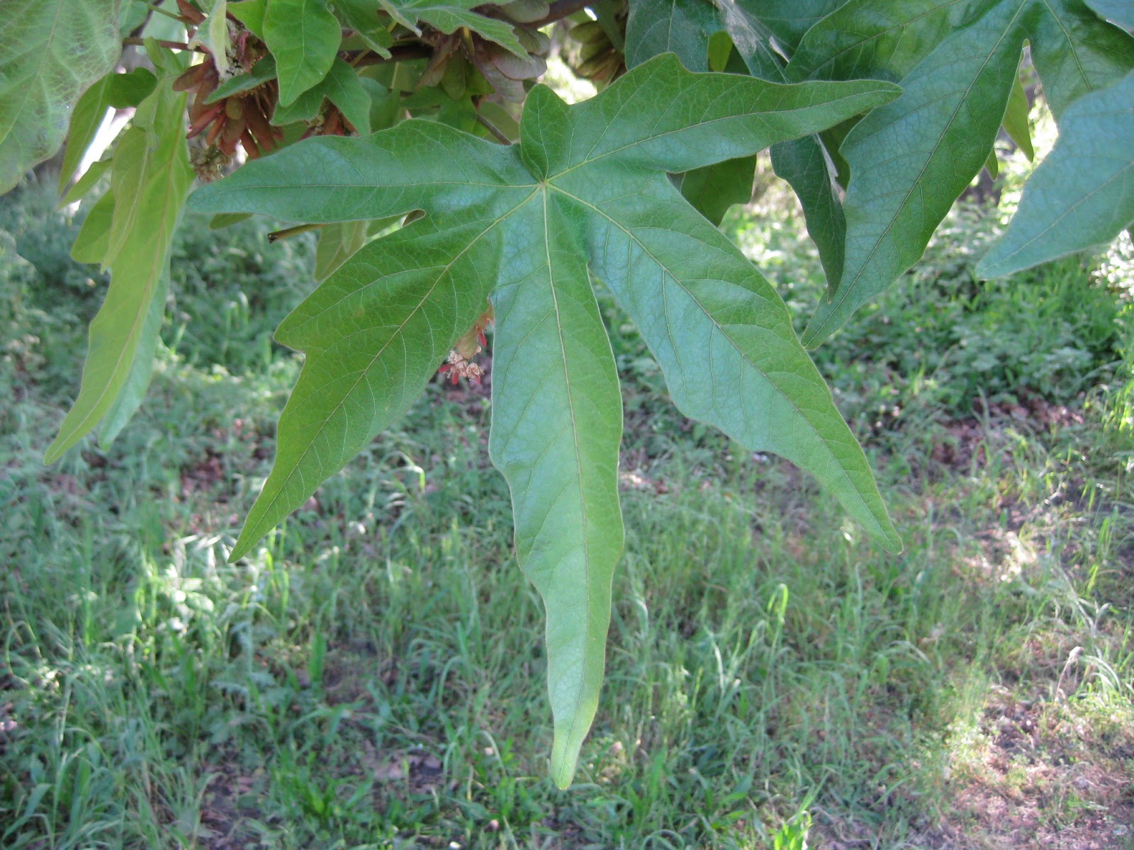Trees of Santa Cruz County: Acer macrophyllum - Bigleaf Maple