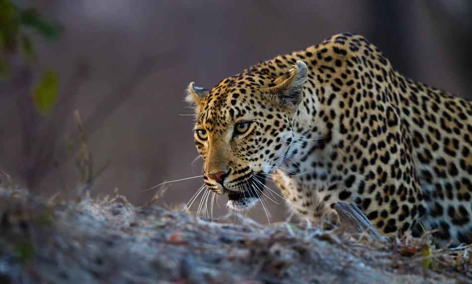 Rhesus Blood Group System