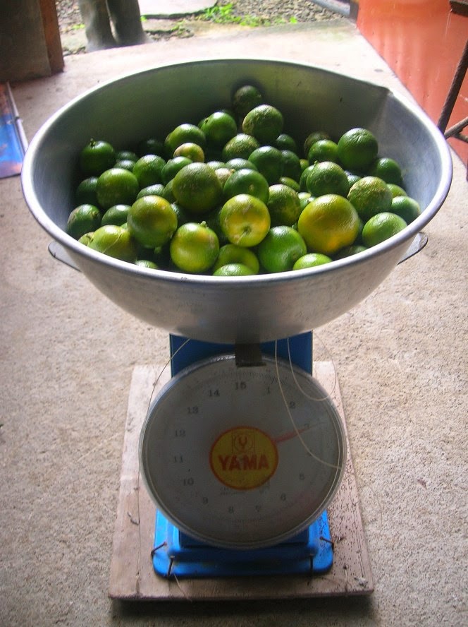 Fruit Bearing Seedlings