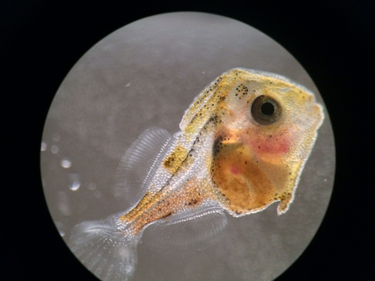 Giant Ocean Tank Divers Blog