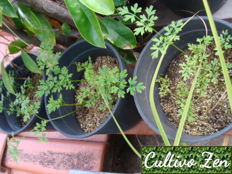 Cultivo Zen: Cultivo da Salsa