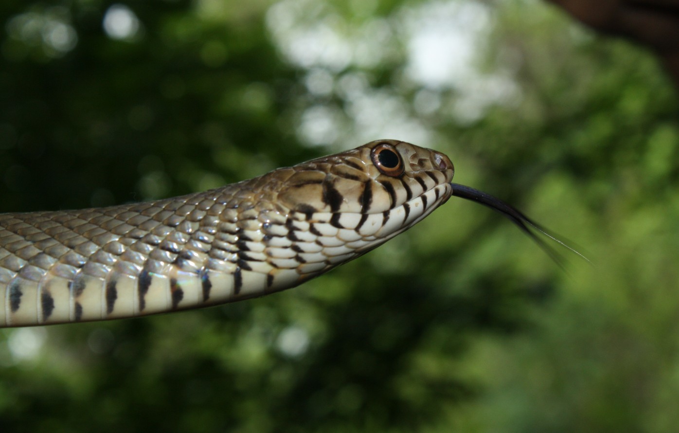 งูสิงหางลาย Banded rat snake - งูไทย ใจกล้า