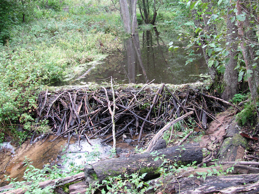 Arpohc: Le castor eurasien décide de construire ses barrages selon la ...
