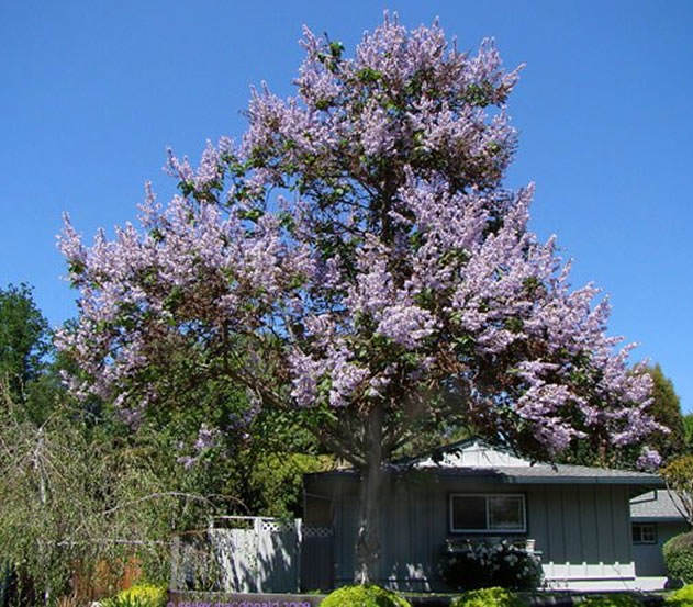 Tilo Ahora: Kiri, Un Árbol Mágico