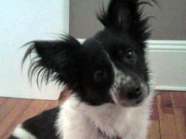 Border Collie Papillon Mix Dog