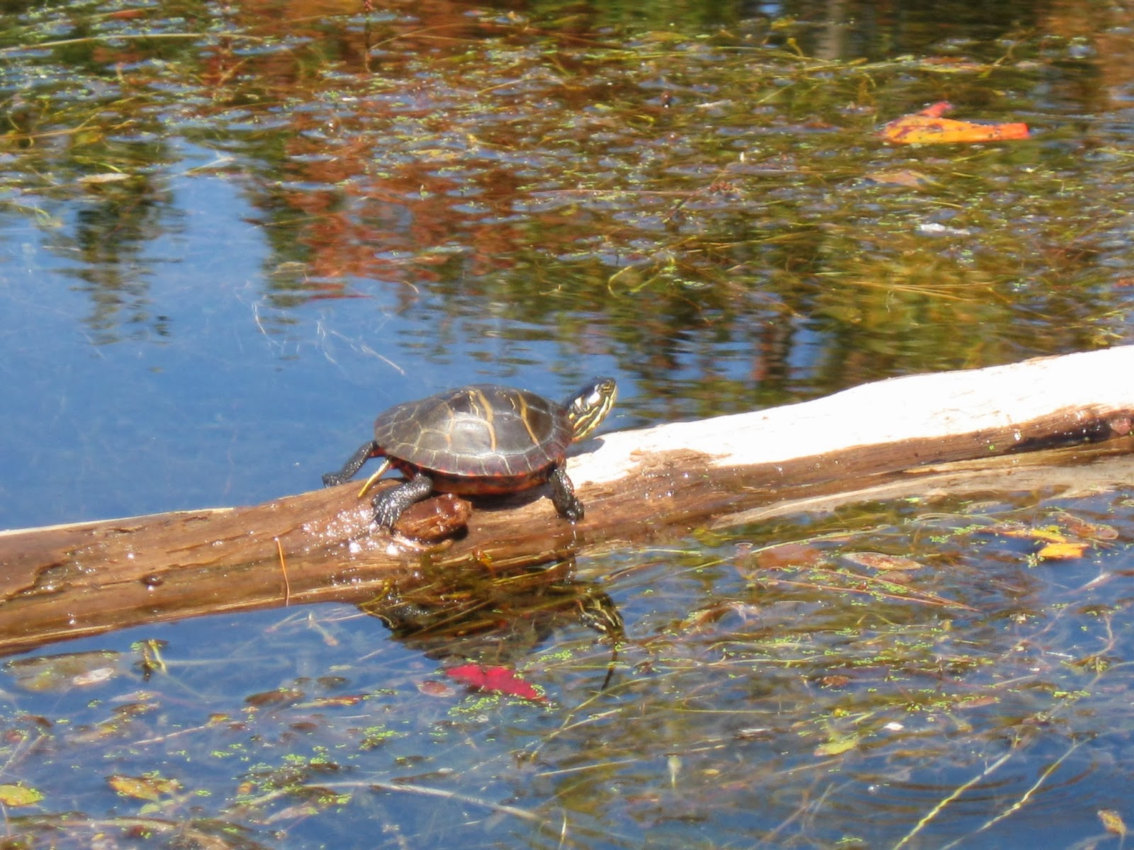New England Nature Notes: A Spotted Sandpiper along the Charles River ...