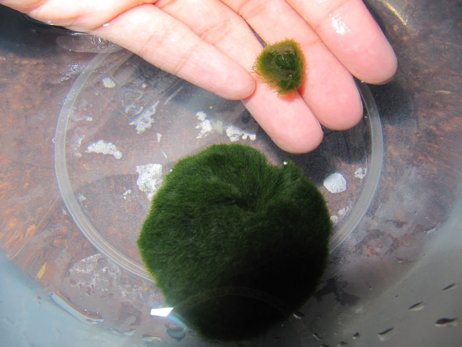 Marimo moss ball and Cladophora algae: are they the same? (algae found ...