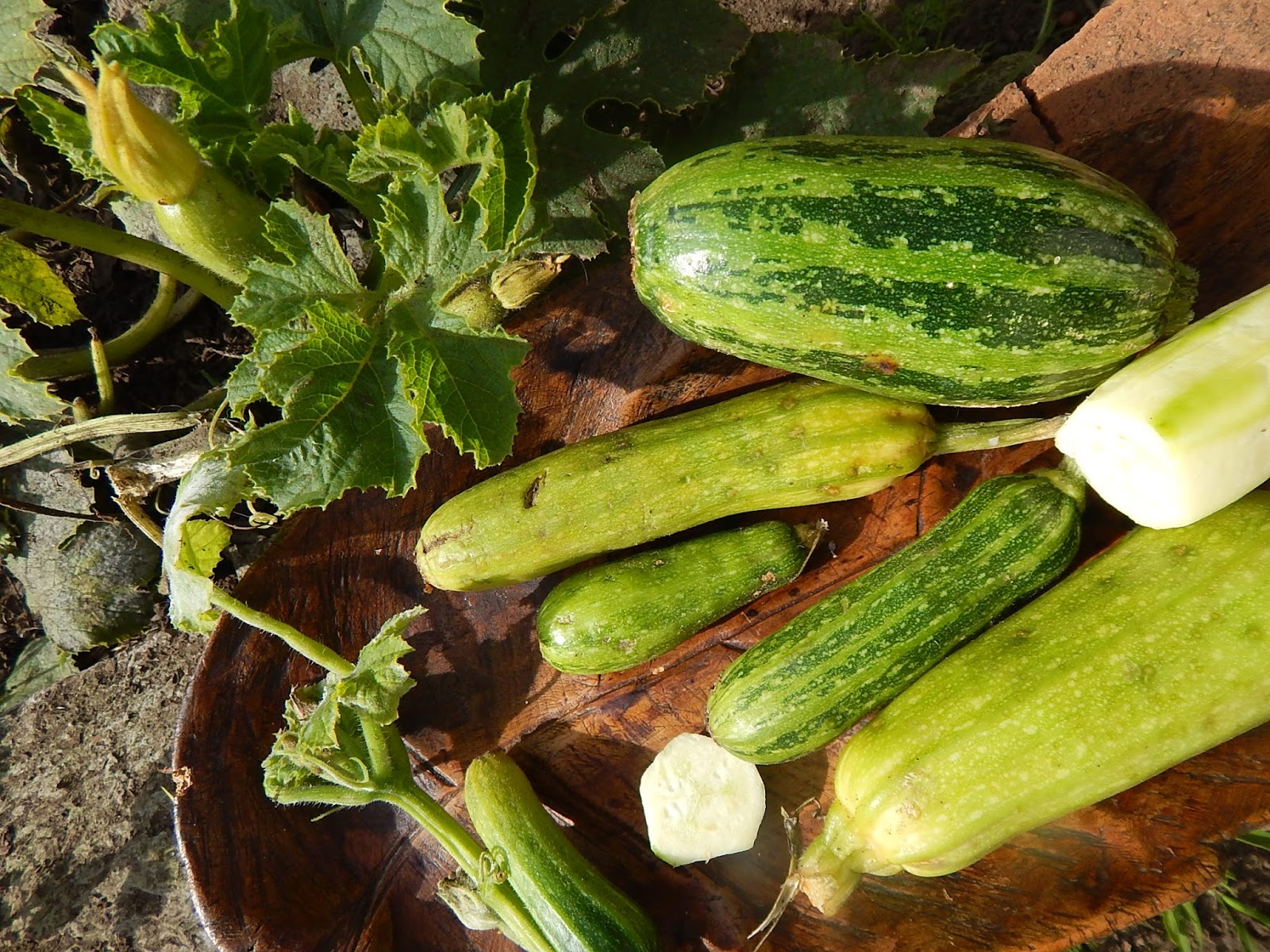 Cocina Chilena . Recetas Caseras: Galette de Zapallito italiano
