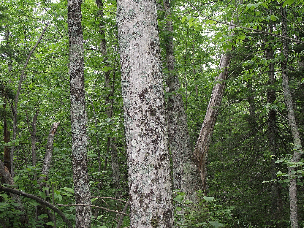 American Grouch: Useful Trees & Shrubs of the North Woods (A Five Part ...
