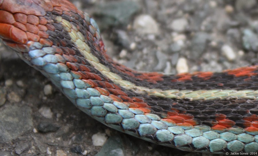 Blue And Red Snake