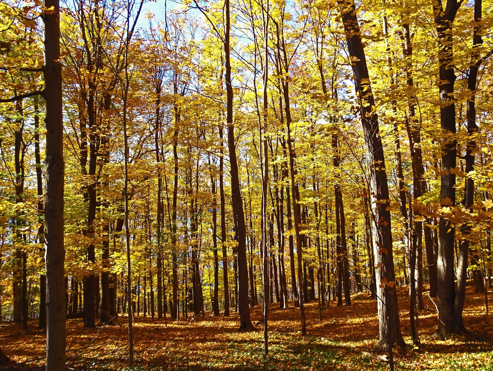 Joe's Retirement Blog: November 2015