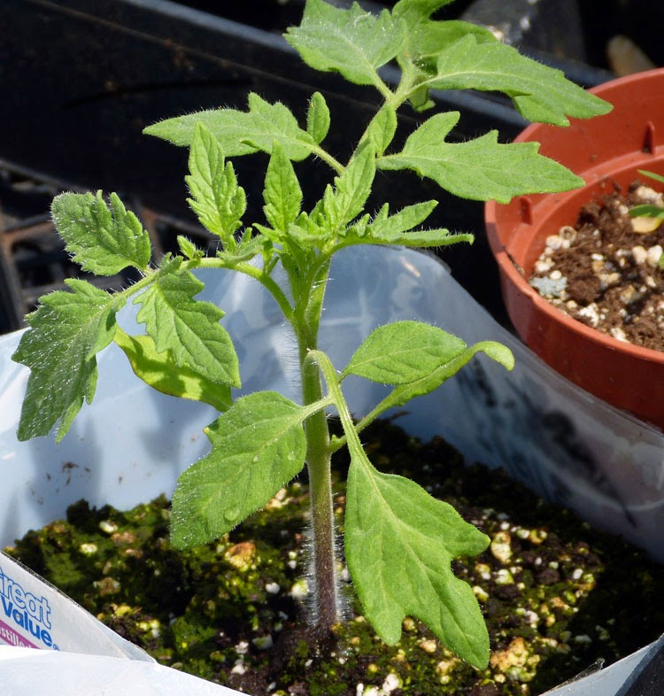 Tomatoes grow from seeds | Garden Park