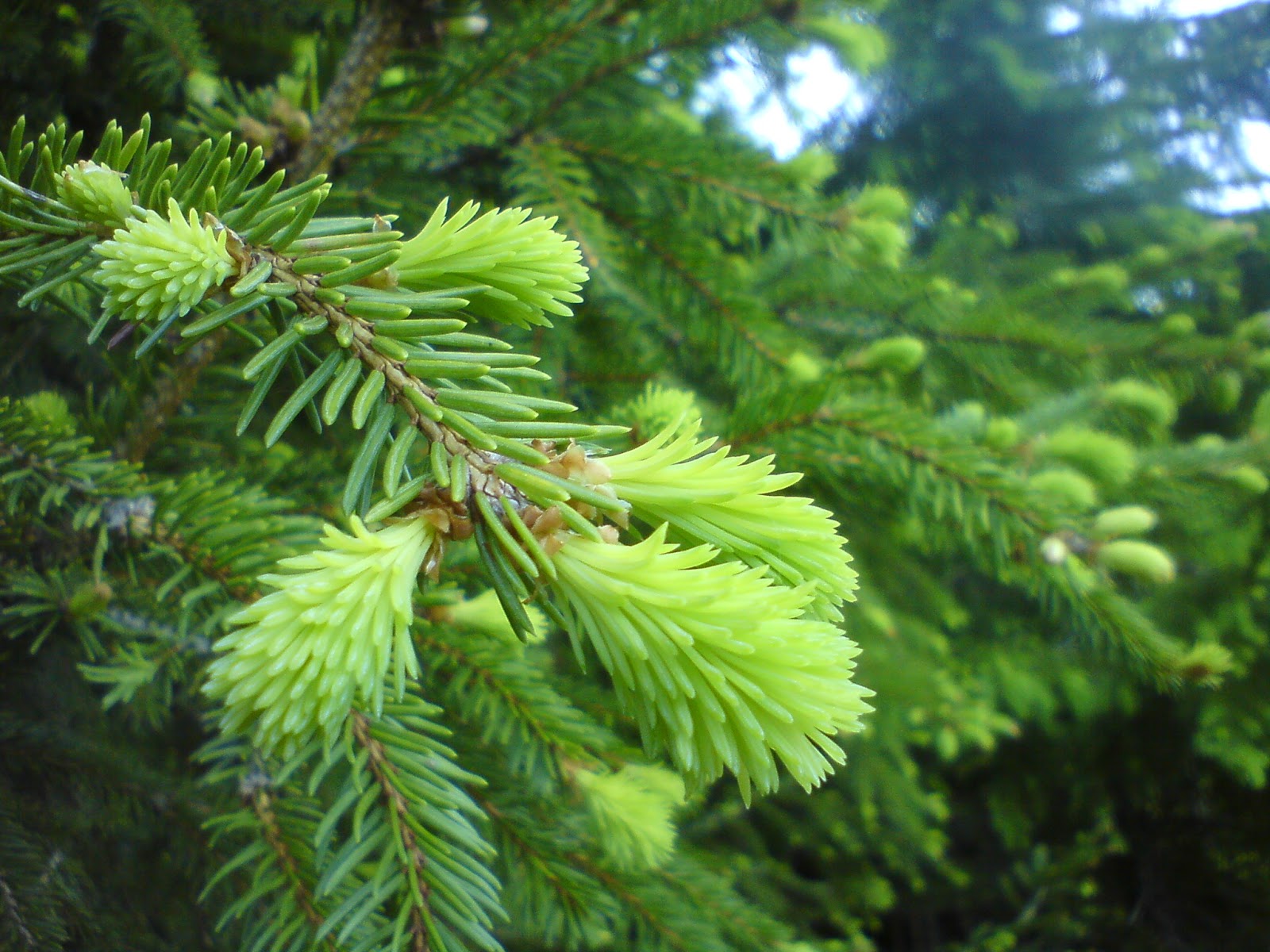 Tedi: Smrekovi vršički