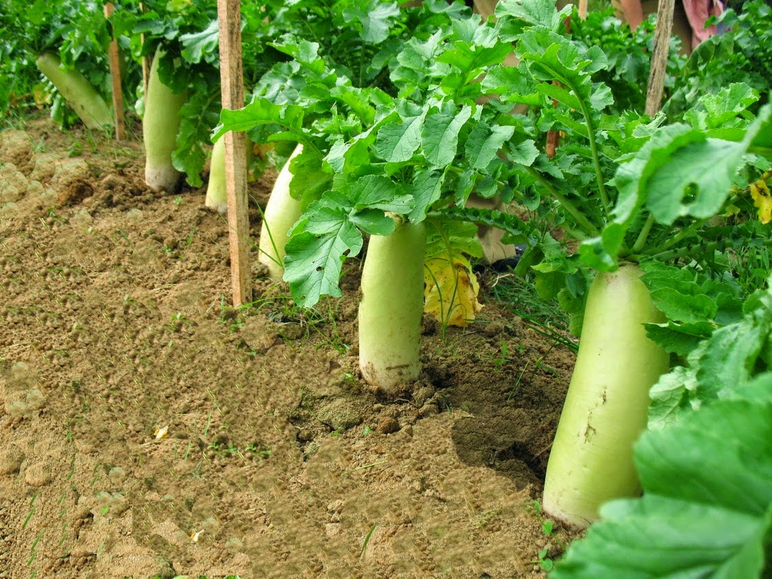 Penanaman Lobak - AGAM EXTENSION