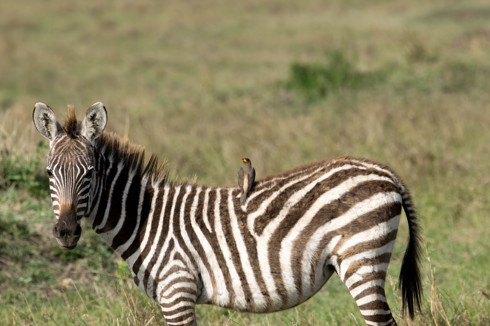 Gullible's Travels: The Kenya Journals, Ch. Stripes and Fights on the ...