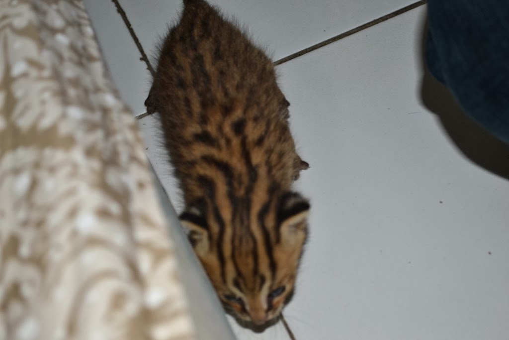 Cloteh generasi: si macan akar