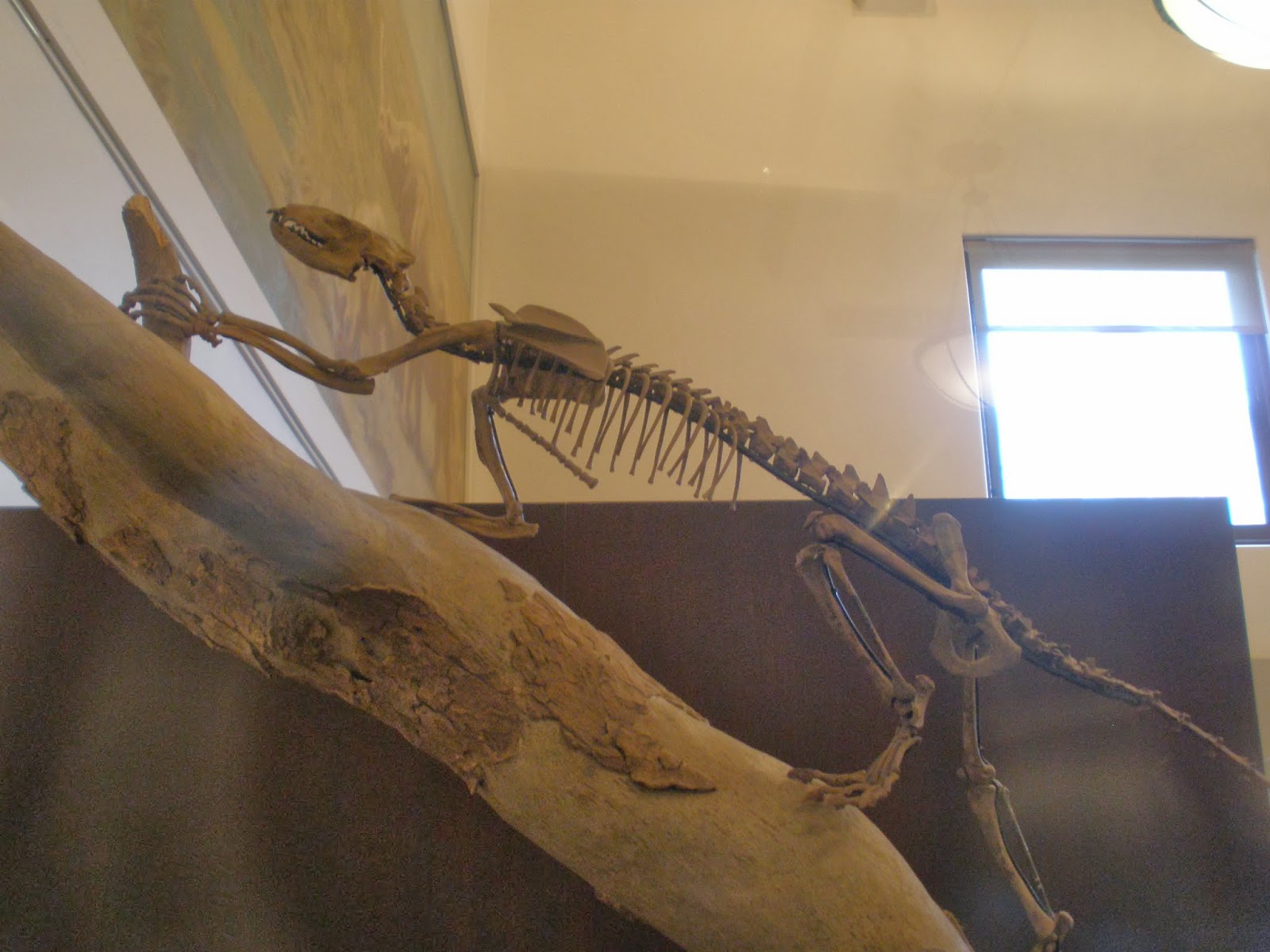Extinct Animal of the Week: U and V Winding Down