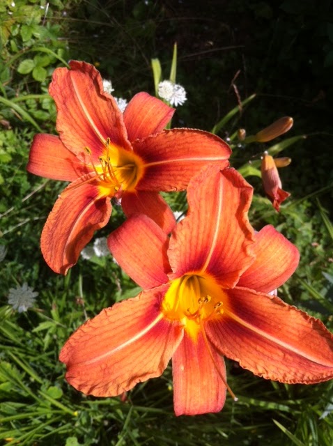 Irishaven: Efter iris kommer dagliljer.....