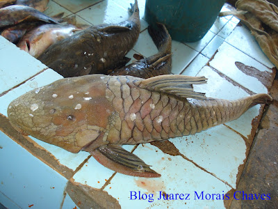 Blog XIQUE XIQUE: Foto Interessante: O CARI