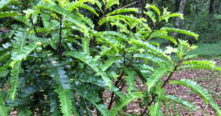 Manfaat Seligi/Kayu Sisih ~ Cintapohonku