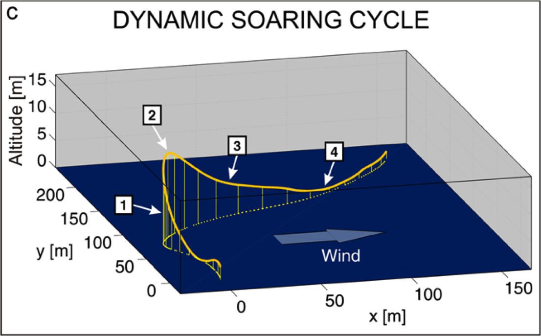 Mostly Open Ocean: Unflappable albatrosses