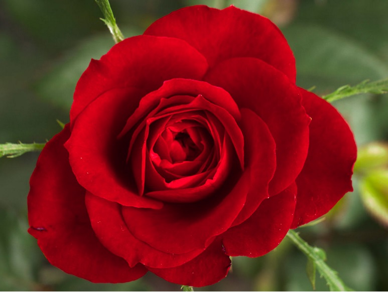 ROSE FLOWER (ROSA DAMASCENE MILL. : ROSES USED TO TREAT DEPRESSION ...