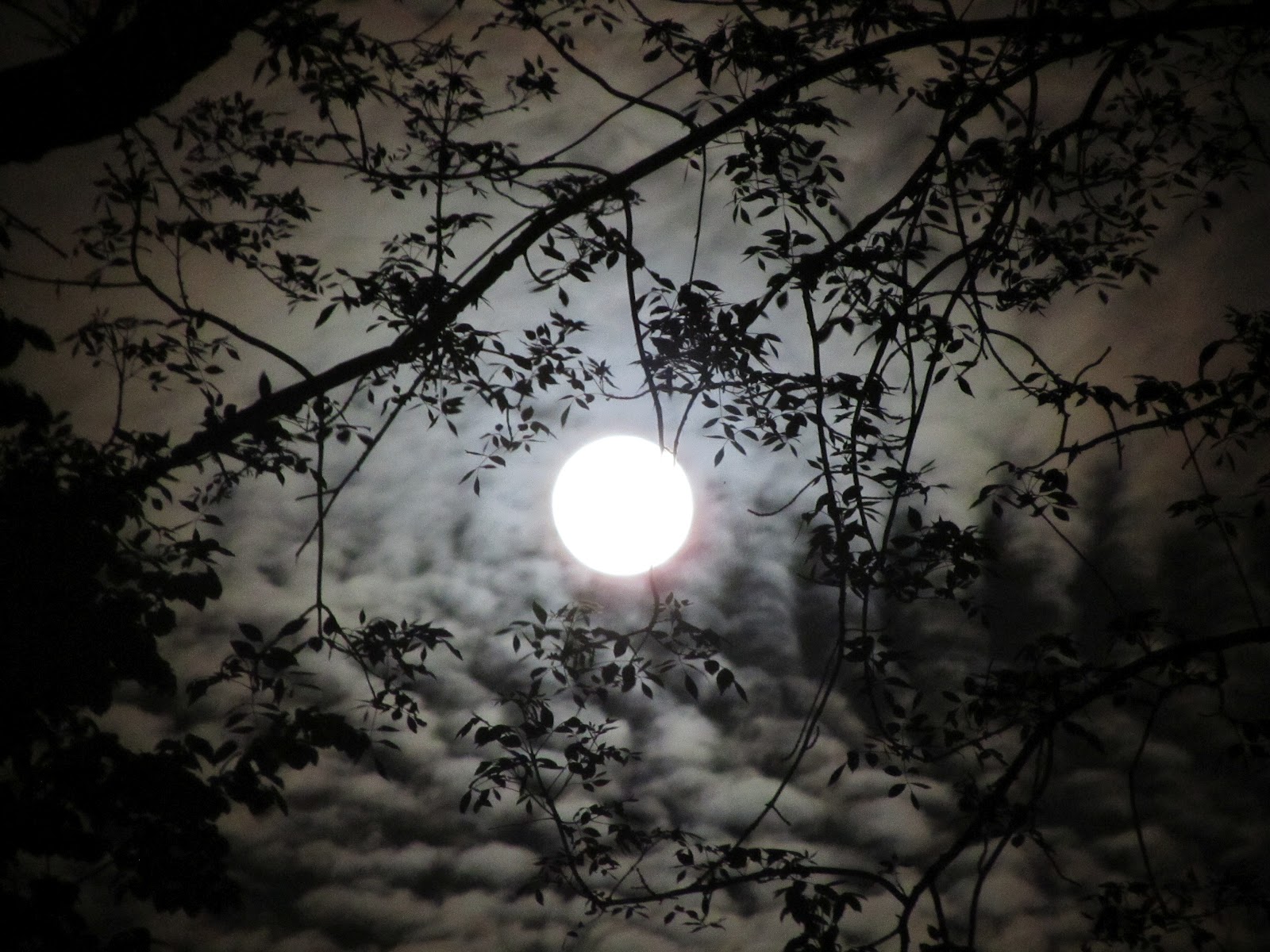 Beautiful Life of Joy: Super Moon