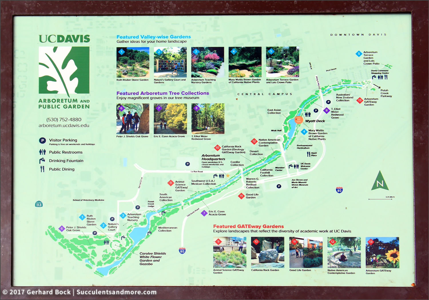 Breakage, prunage, bloomage at UC Davis Arboretum