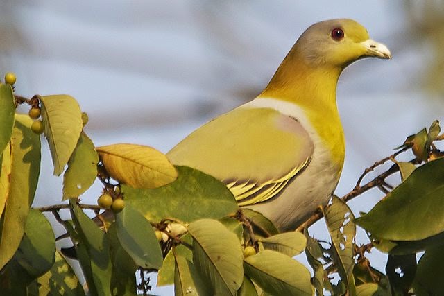 Yellow Footed Green Pigeon - Birds spotted in Delhi and Mysore