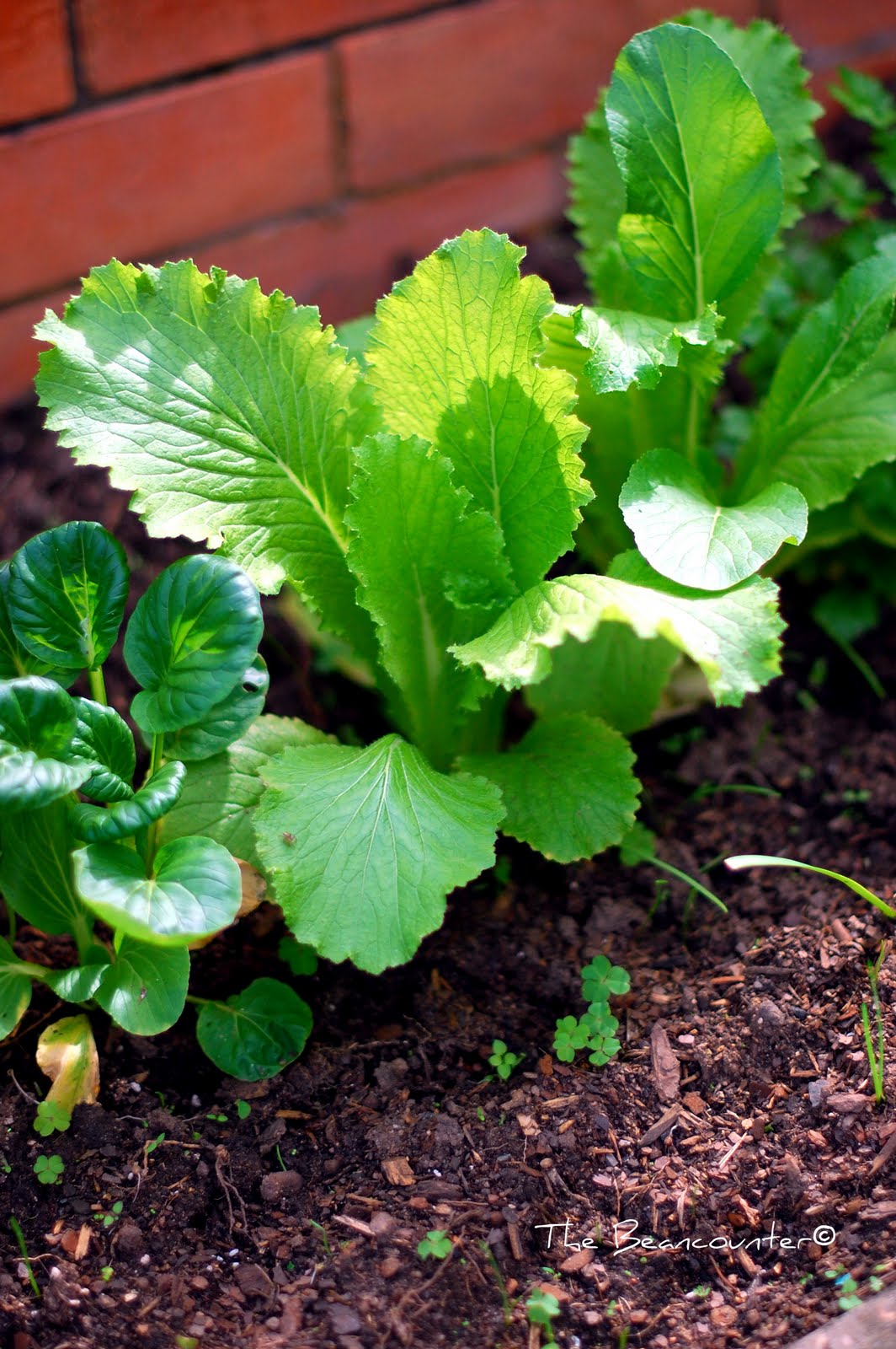 The Beancounter: May 2011