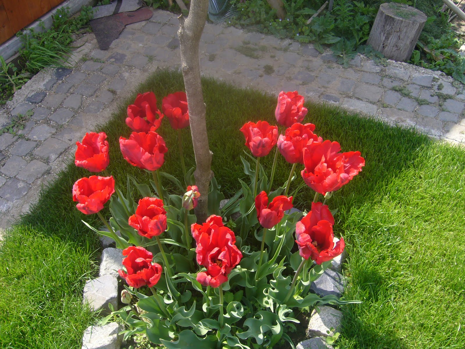 Grãdina cu trandafiri: Lalele