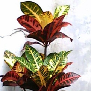 Tanaman Puring (Codiaeum variegatum) - Ganesha Flora Bali