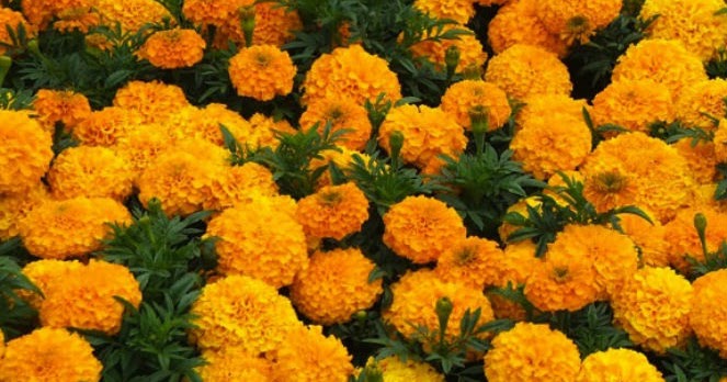 Bunga India Dipercaya Dapat Mencegah Penyakit Mata ~ Jelajah Lorong