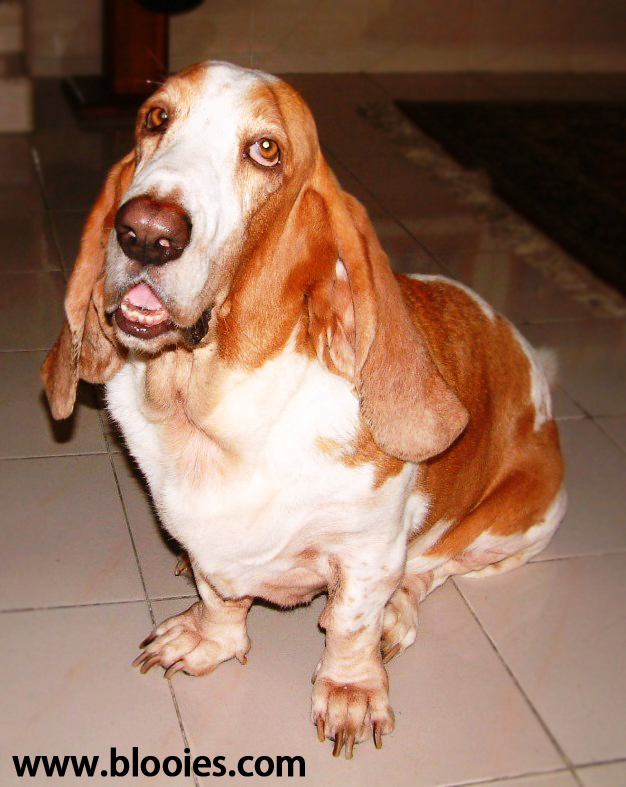 Street Food Warms Your Heart: For the Love of a Dog - BLooiE's ...