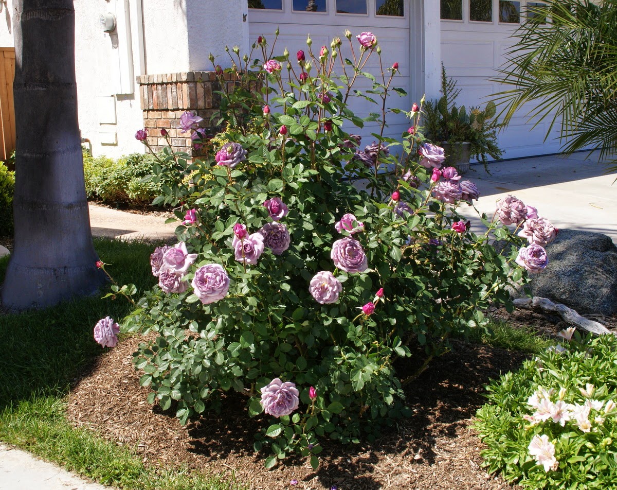 Organic Garden Dreams: Some more from the Rose Spring Flush