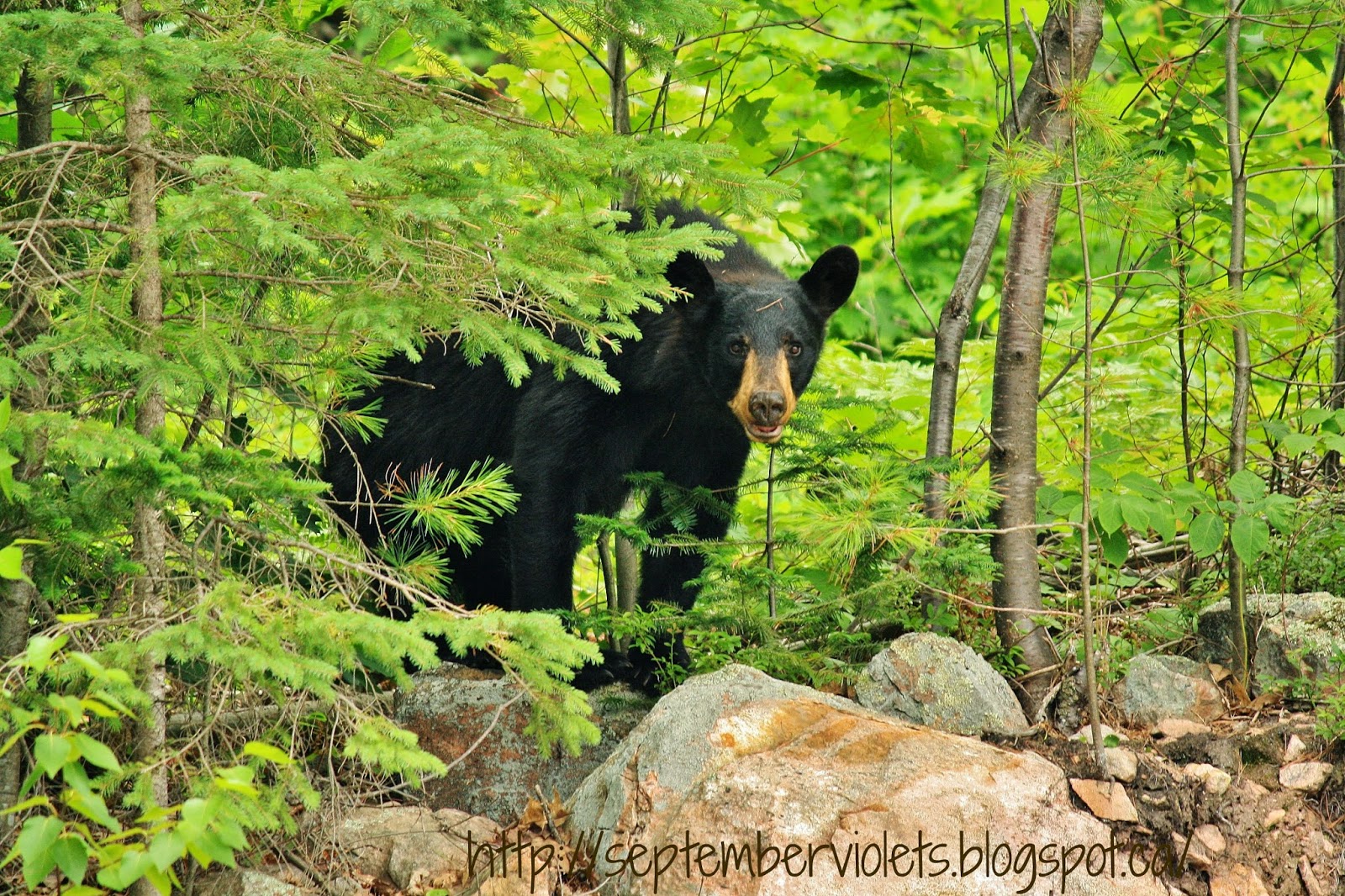 September Violets: Big Beasties ... Bears & Moose!