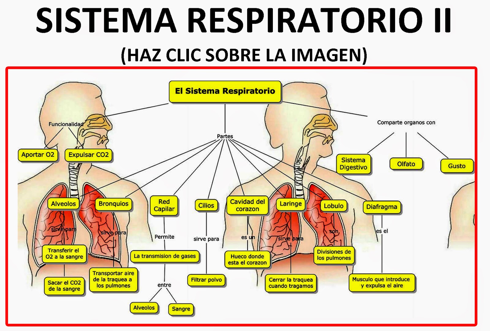 APRENDIENDOBIOLOGIACONLUDWING: SISTEMA RESPIRATORIO II