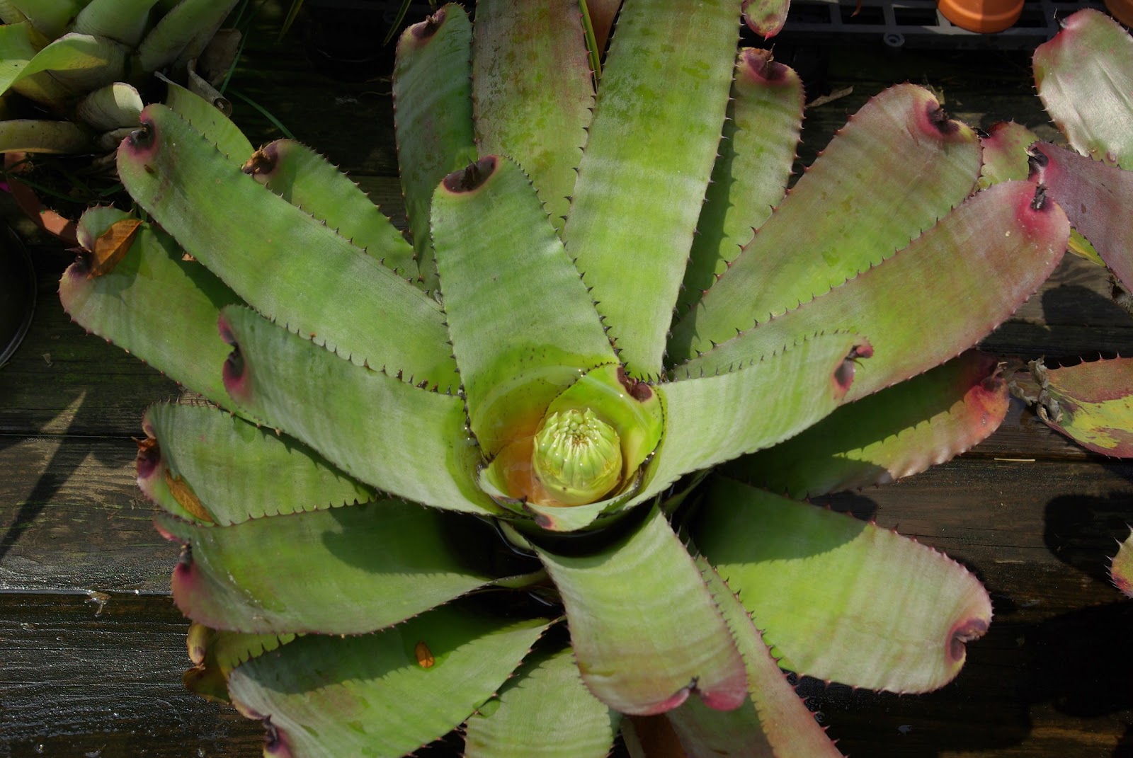 Johnson's bromeliads & falconry: Neoregelia carcharodon 'Silver'