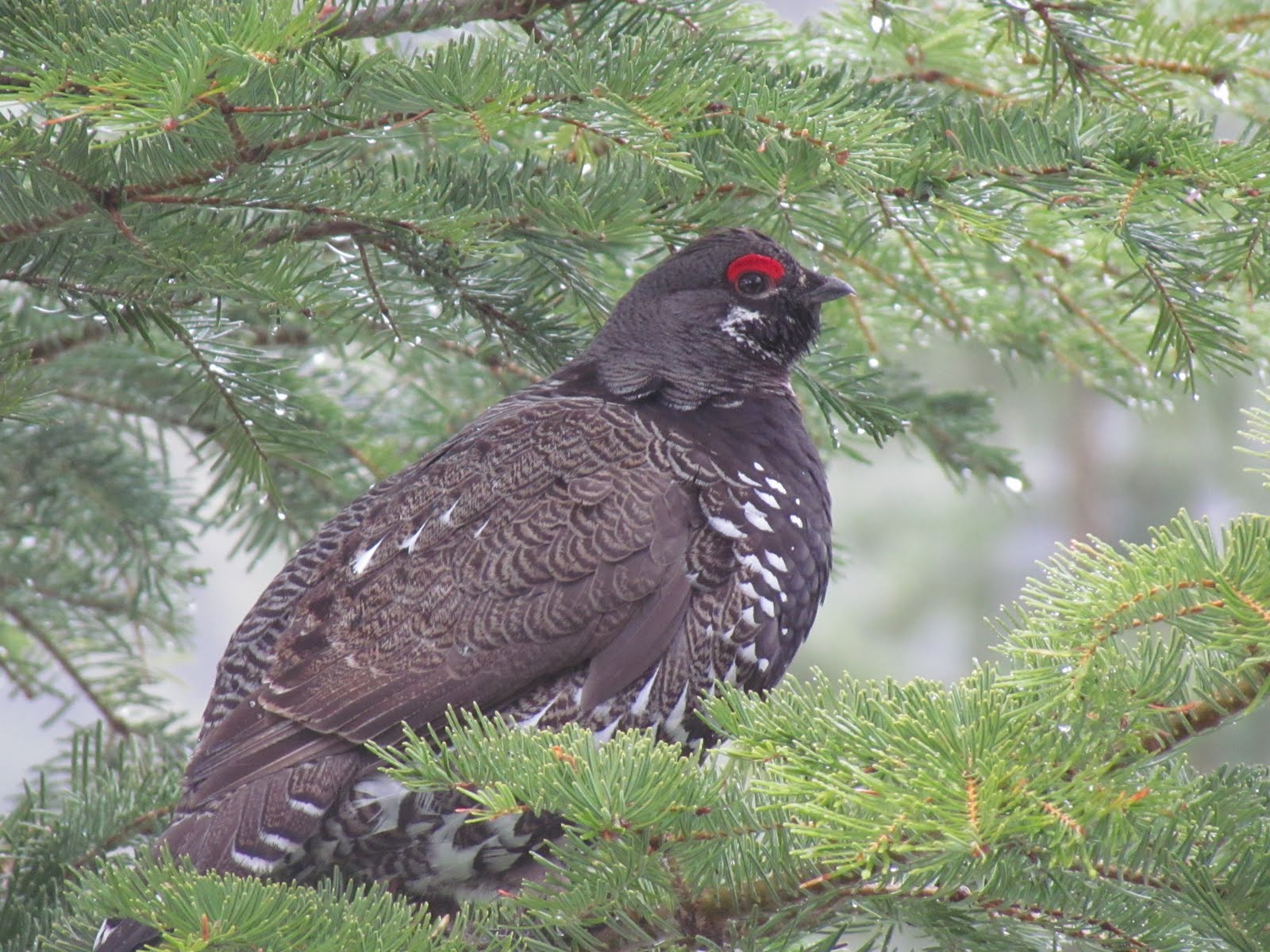 Portland Birder: Spruce Grouse